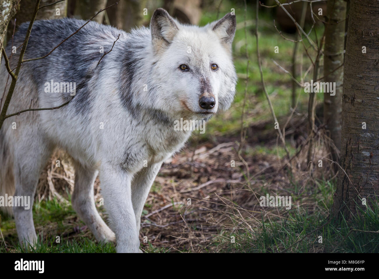 Wolf pictured in U conservation society, Wolves are held in large areas ...