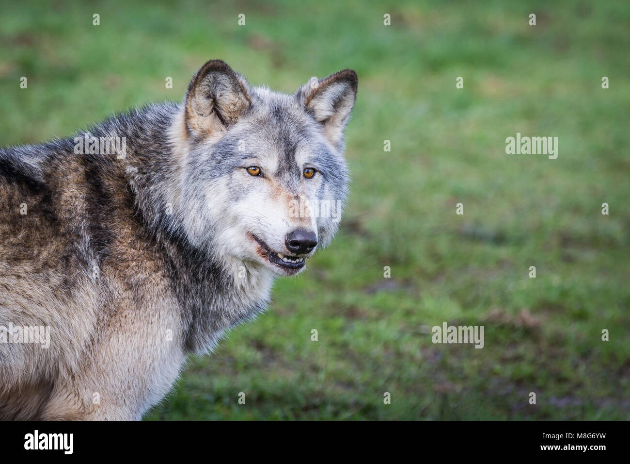 Extinct large wolves hi-res stock photography and images - Alamy