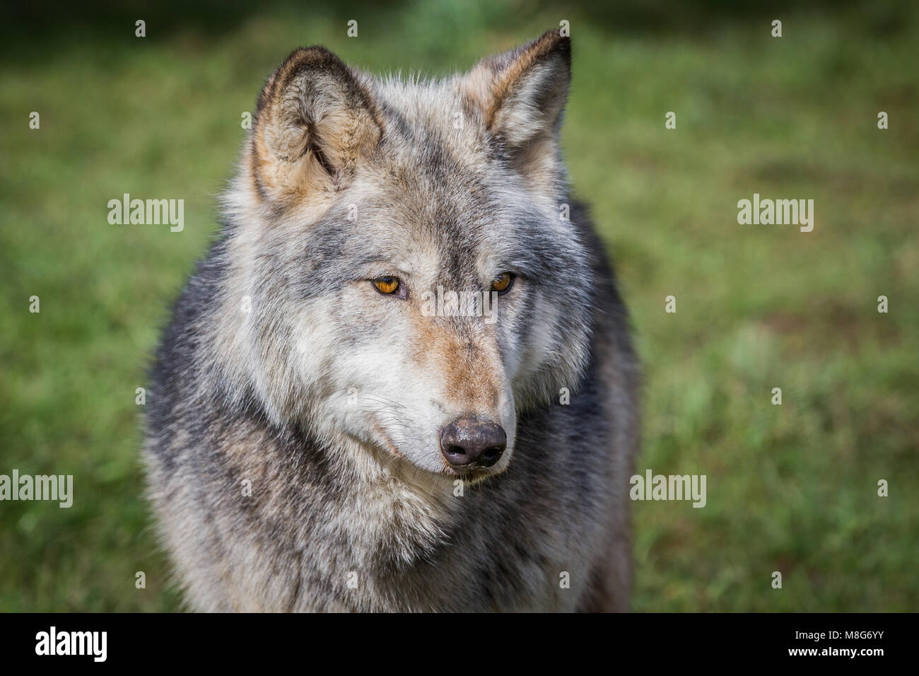 Wolf pictured in U conservation society, Wolves are held in large areas ...