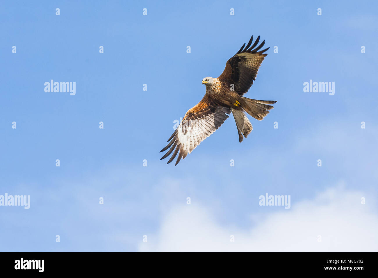 Blue talon hi-res stock photography and images - Alamy
