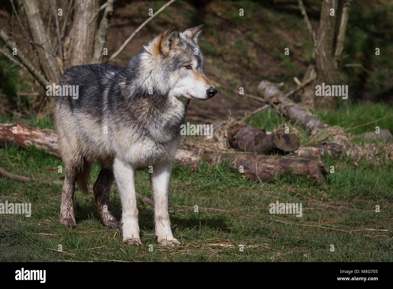Wolf pictured in U conservation society, Wolves are held in large areas ...