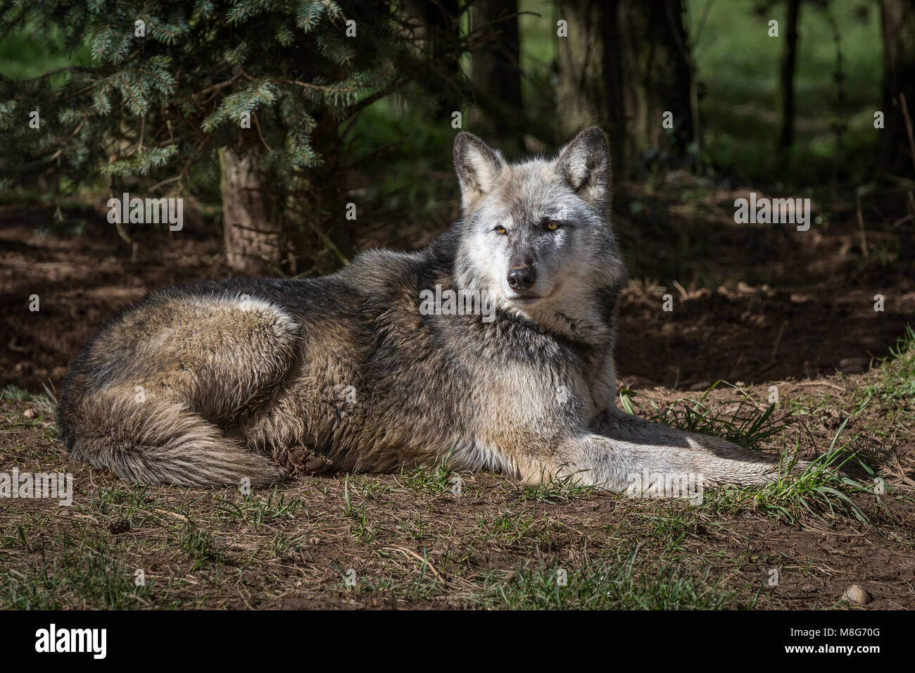 Wolf pictured in U conservation society, Wolves are held in large areas ...