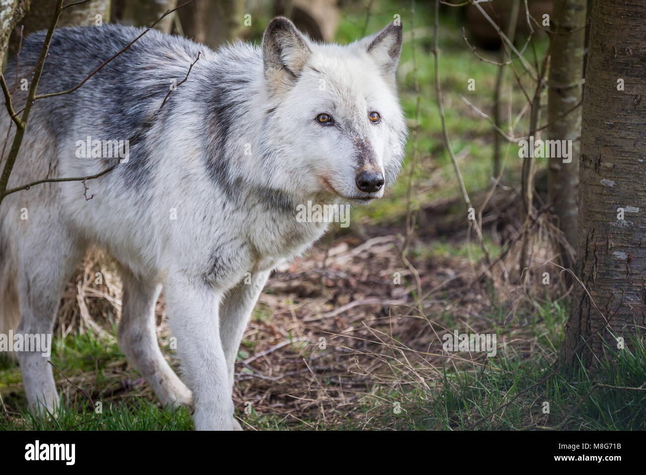Wolf pictured in U conservation society, Wolves are held in large areas ...