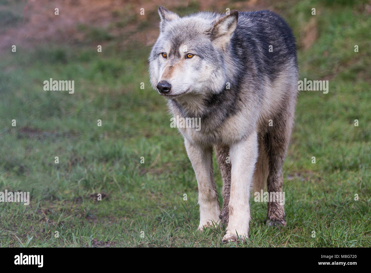 Extinct large wolves hi-res stock photography and images - Alamy