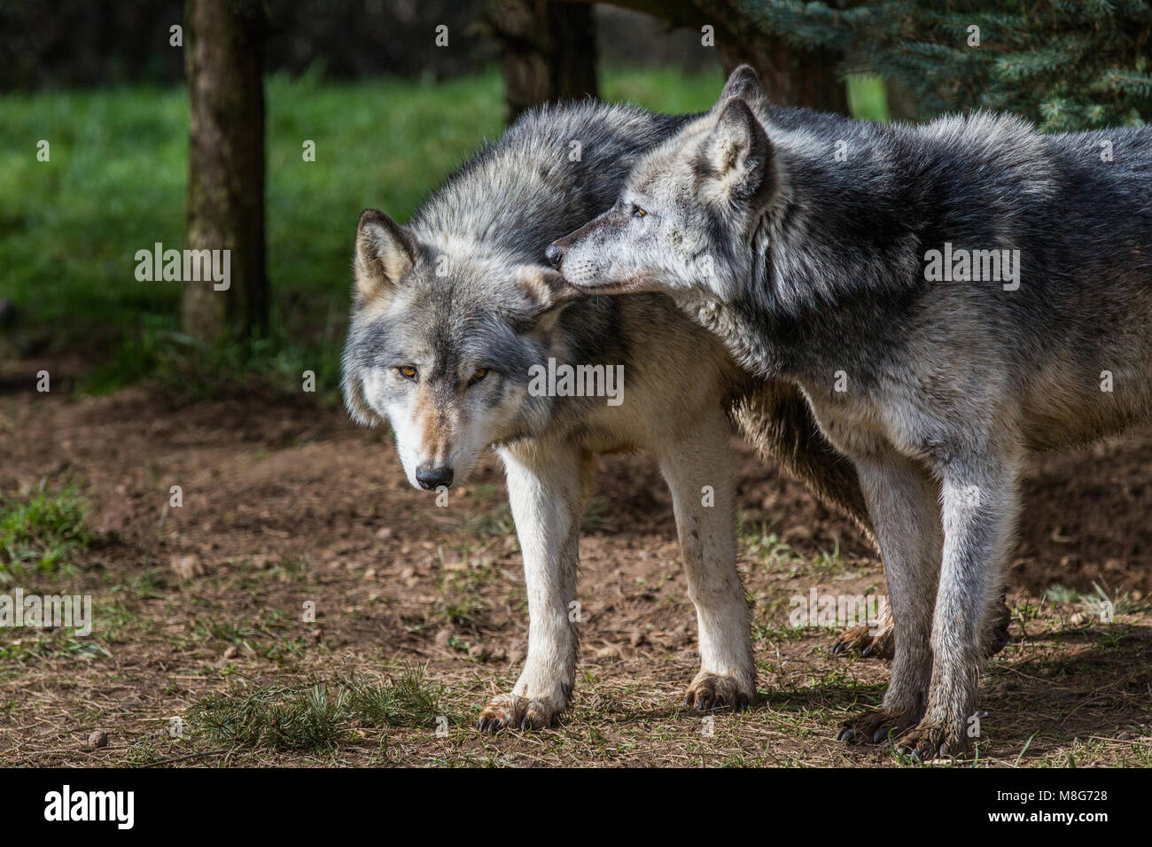 Extinct large wolves hi-res stock photography and images - Alamy
