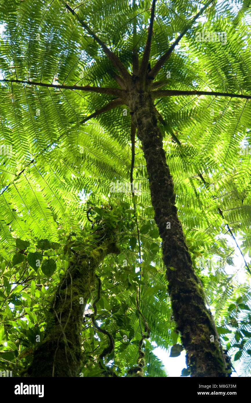 Fern trees contribute to the canopy of the Monteverde Cloud Forest ...