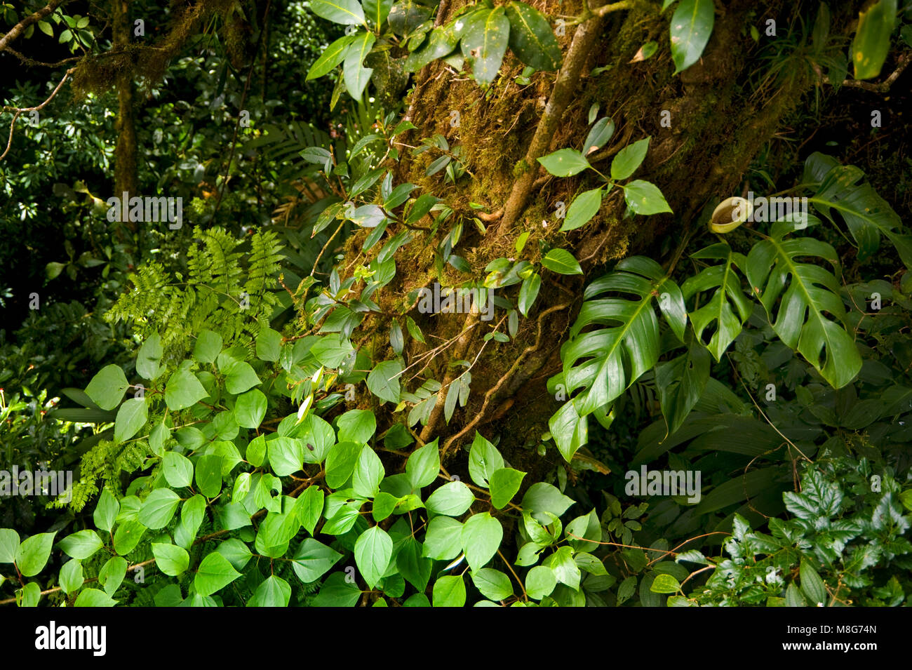 This moist environment in Monteverde Cloud Forest Reserve helps to ...