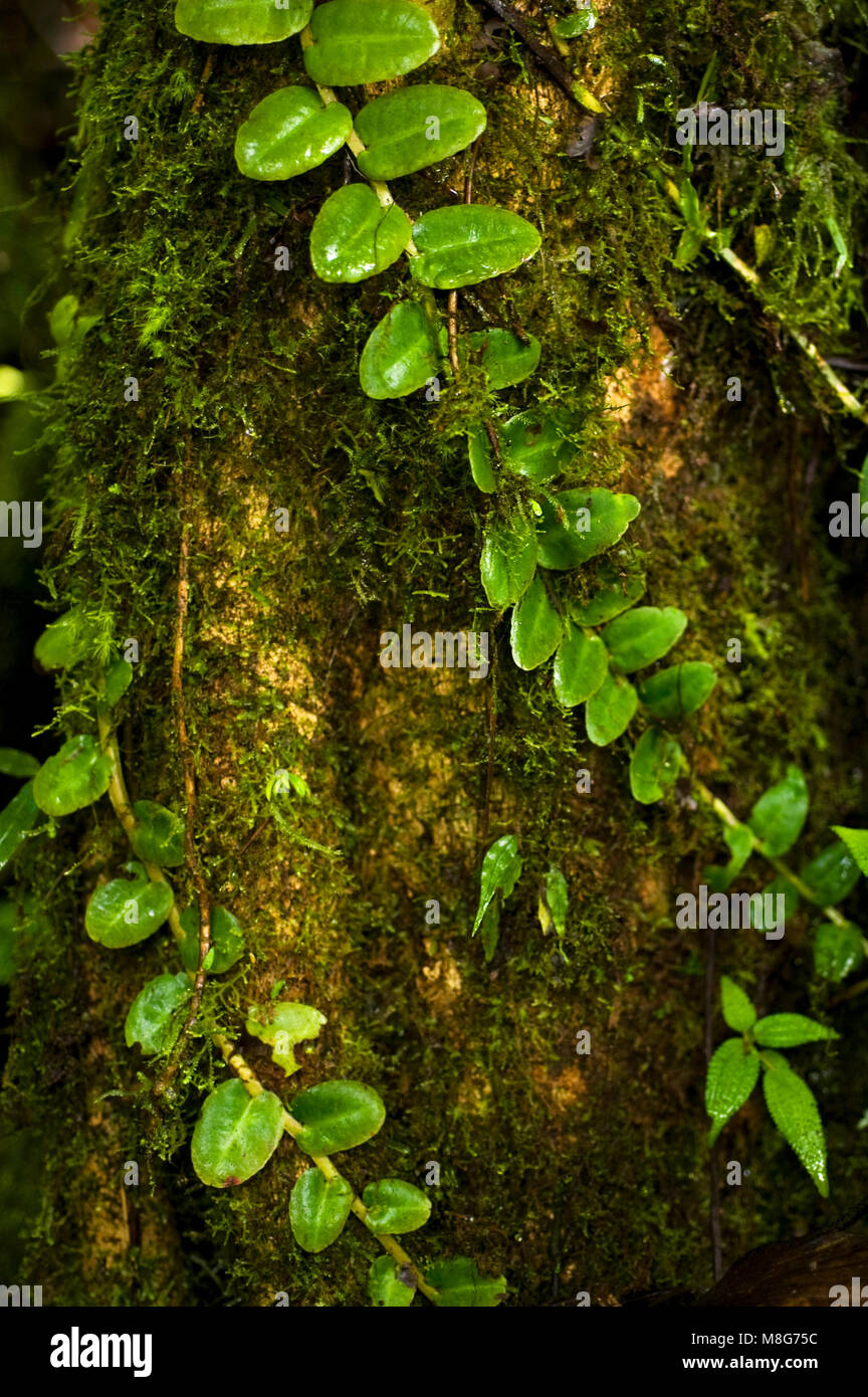 Lush vines wrap around a tree trunk in the Monteverde Cloud Forest ...