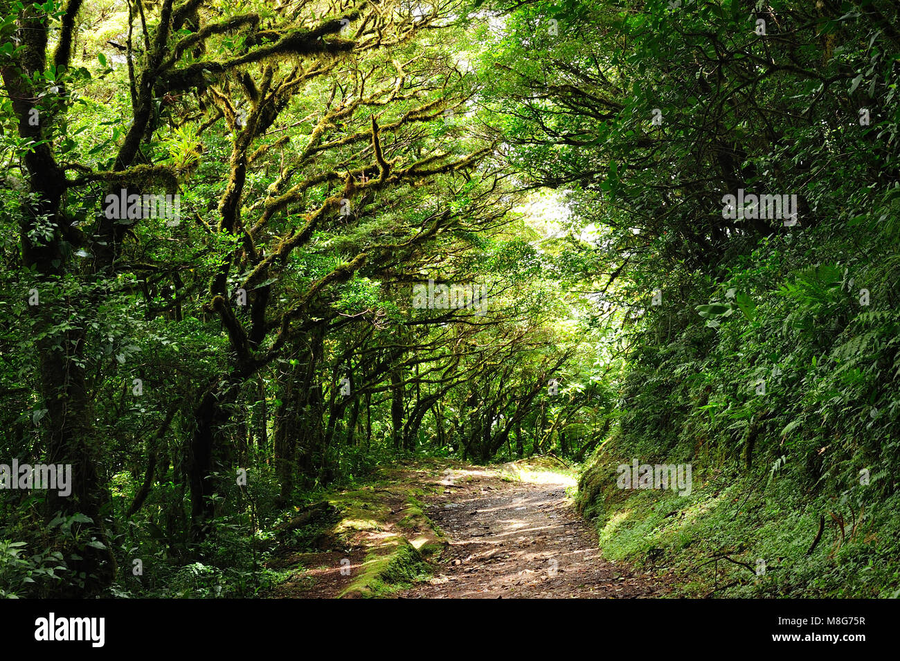 A line of trees arch overhead a hiking trail in Monteverde Cloud Forest ...