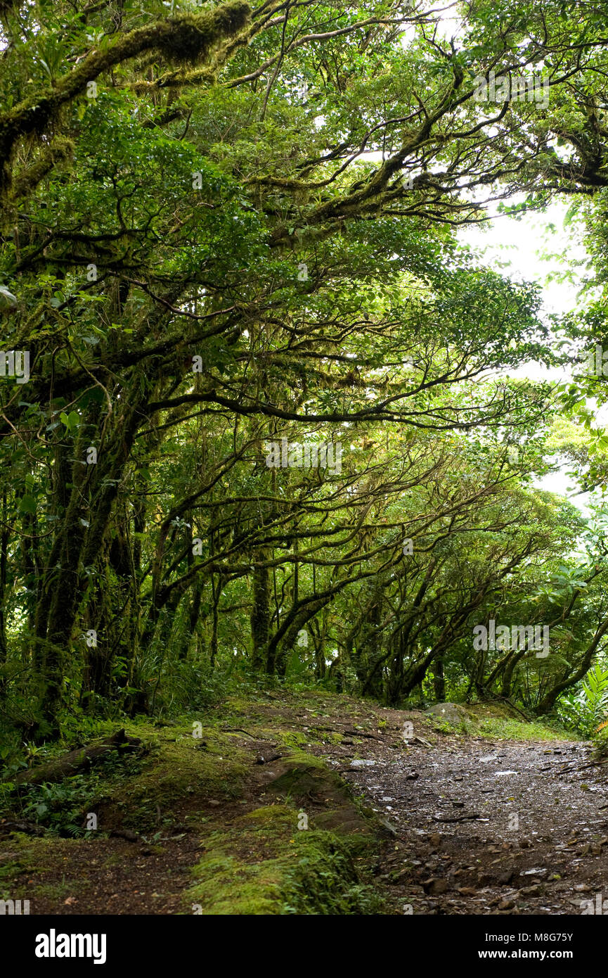 A line of trees arch overhead a hiking trail in Monteverde Cloud Forest ...