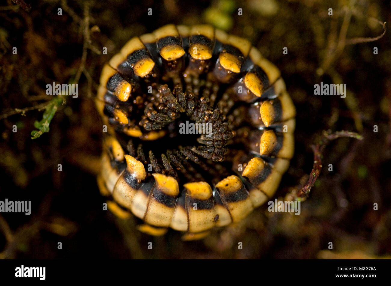 Insects add to the generous biodiversity of the Monteverde Cloud Forest ...