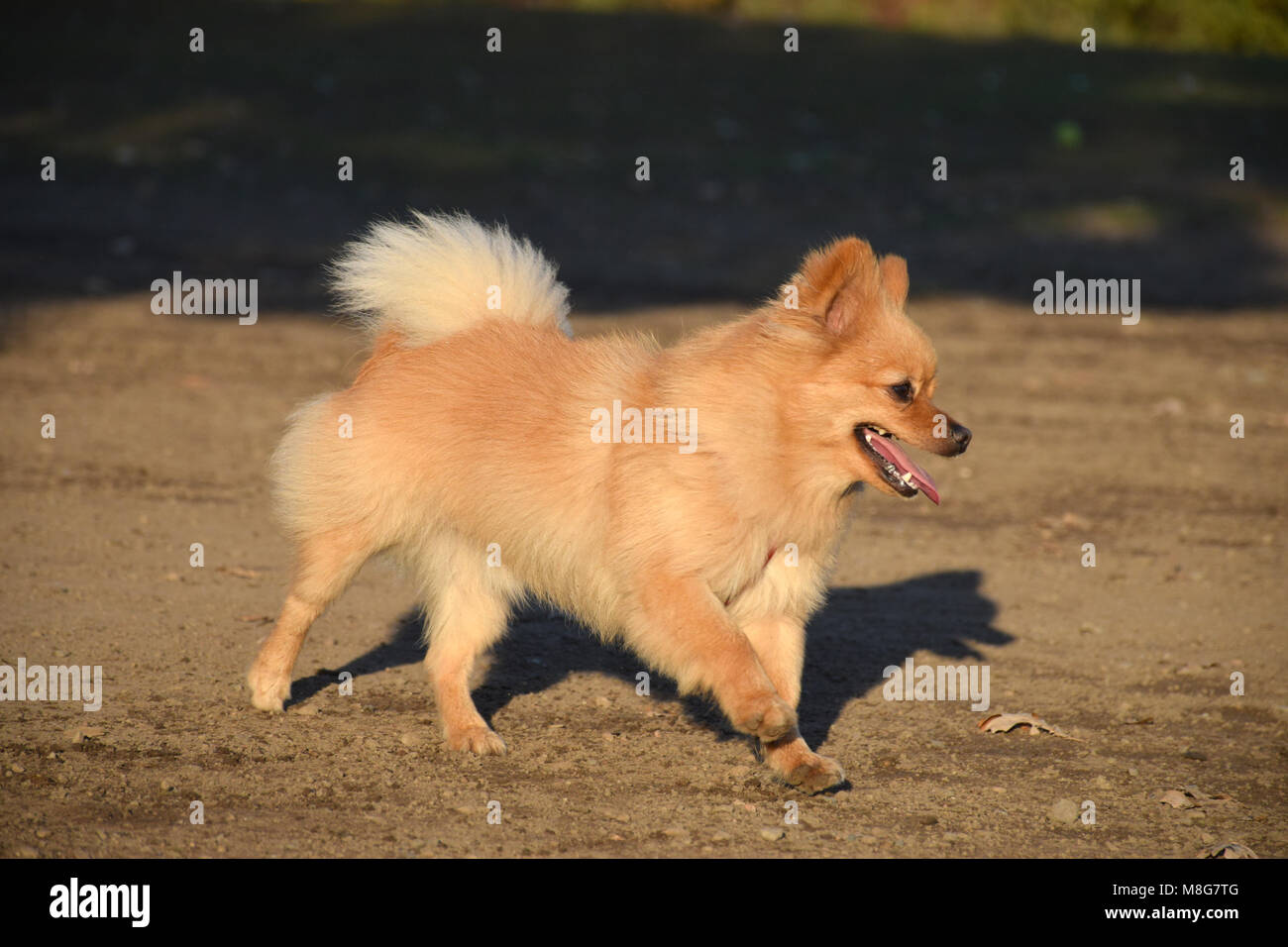 A dog's life Stock Photo - Alamy