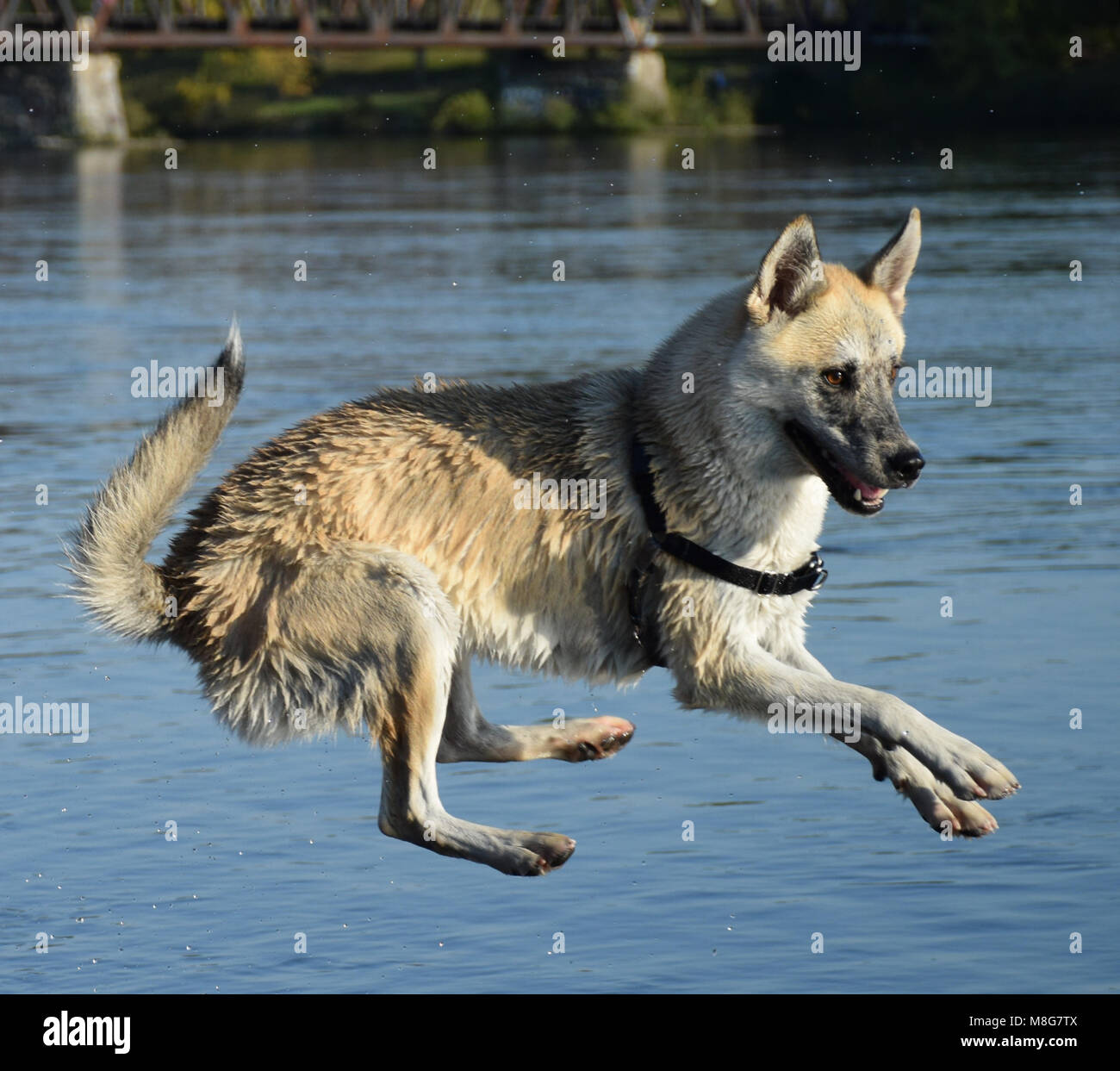 A dog jumping in the water Stock Photo - Alamy
