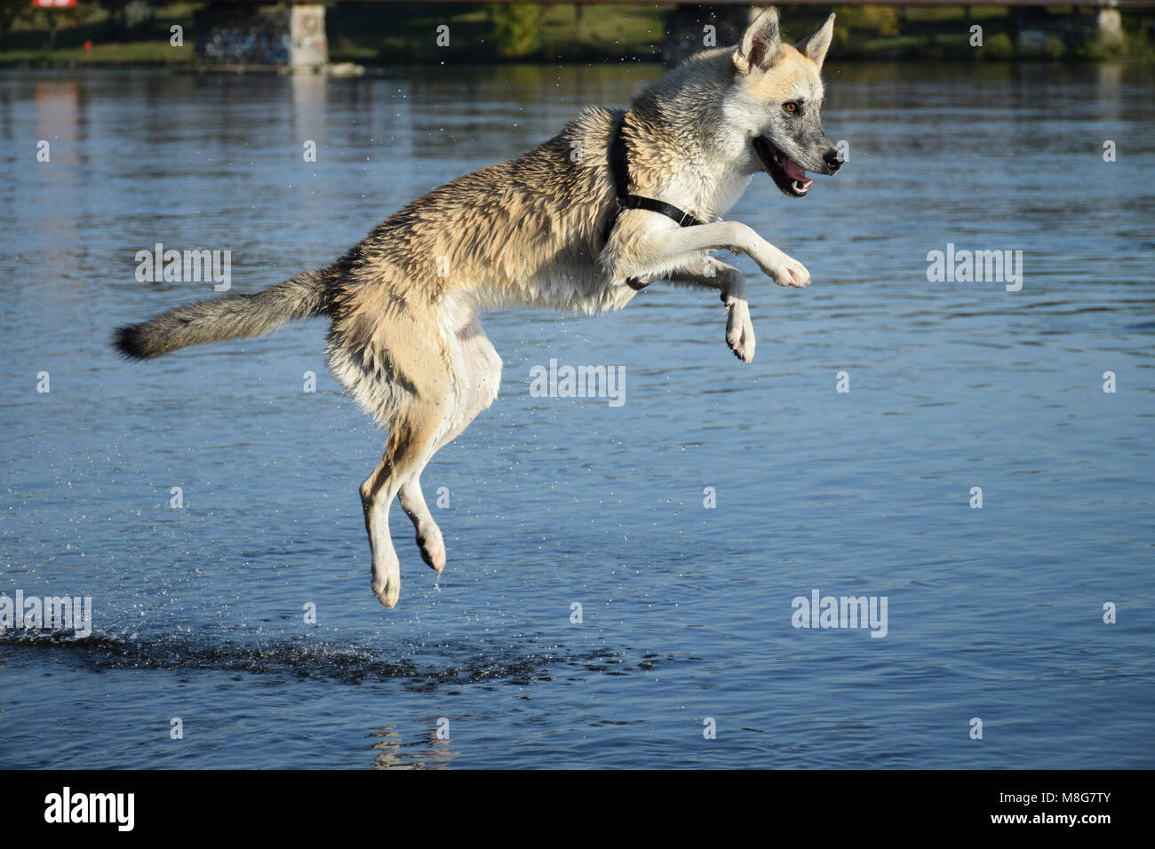 Dogs jumping in water hi-res stock photography and images - Alamy