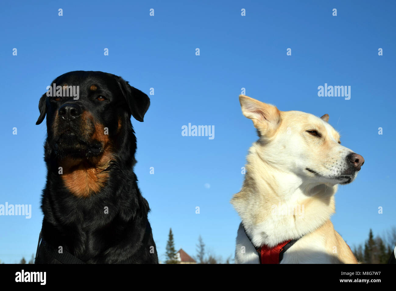 A dog's life - two dog heads Stock Photo - Alamy