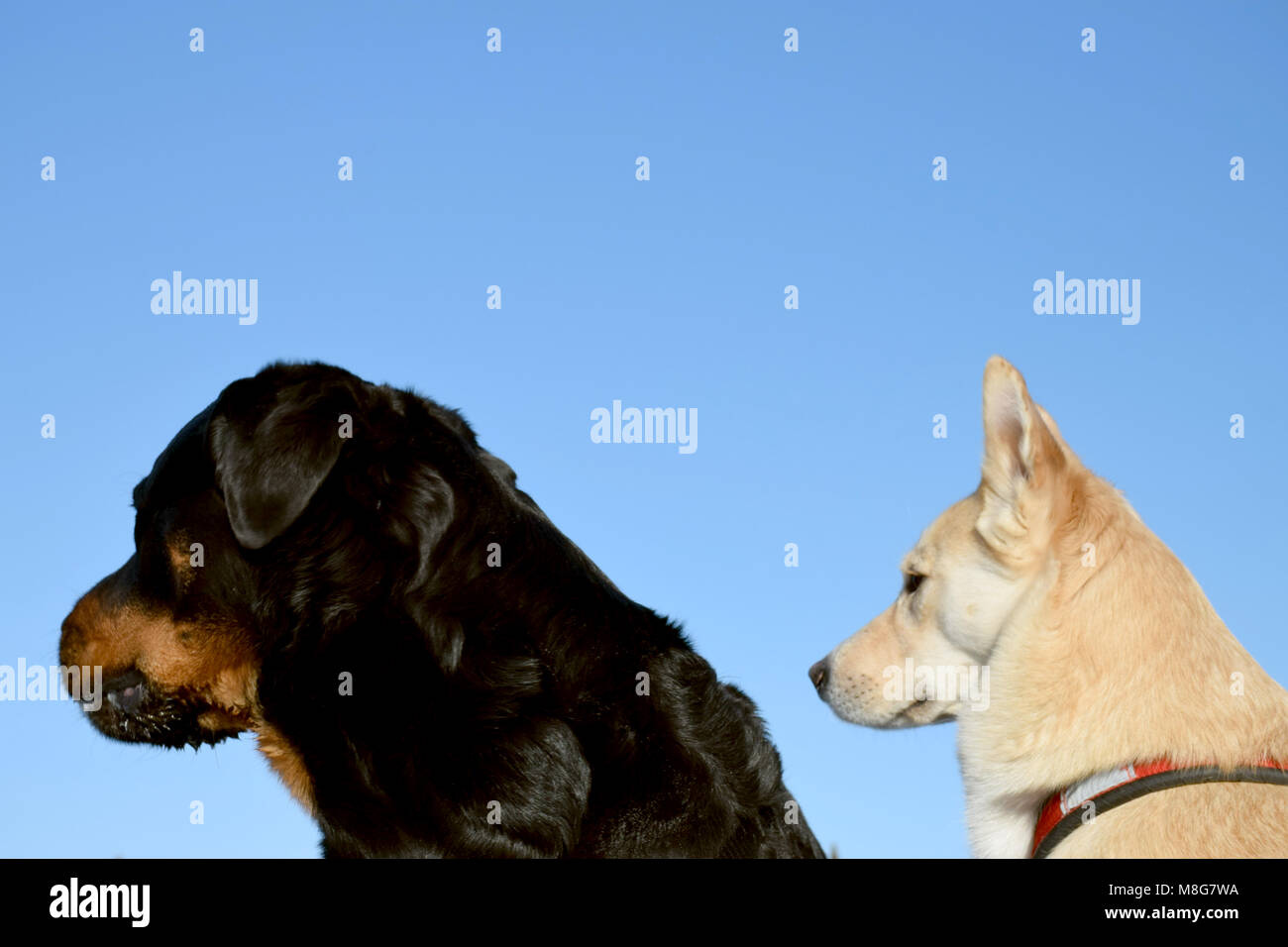 A dog's life - two dog heads Stock Photo - Alamy