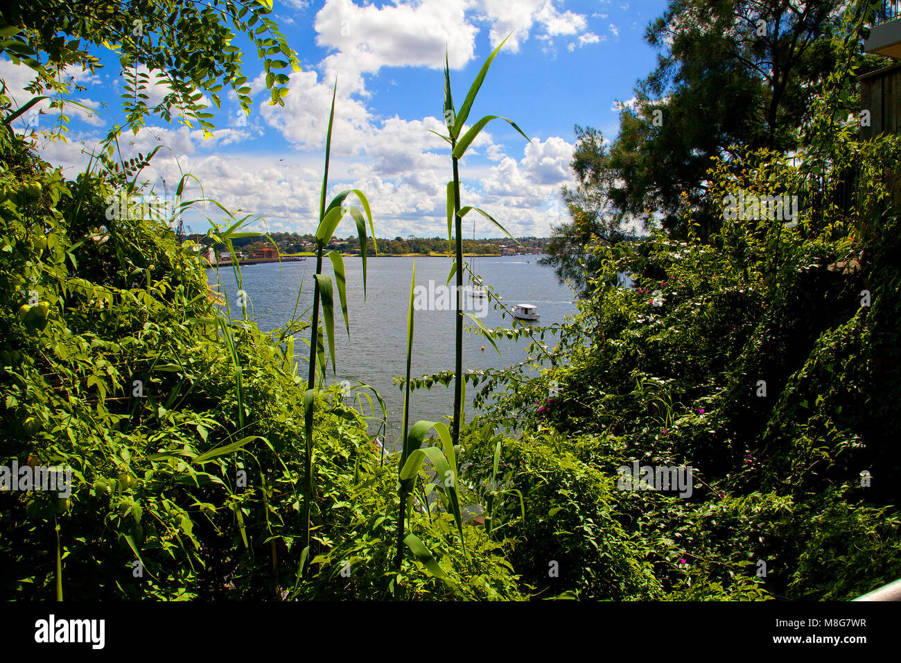 Birchgrove park hi-res stock photography and images - Alamy