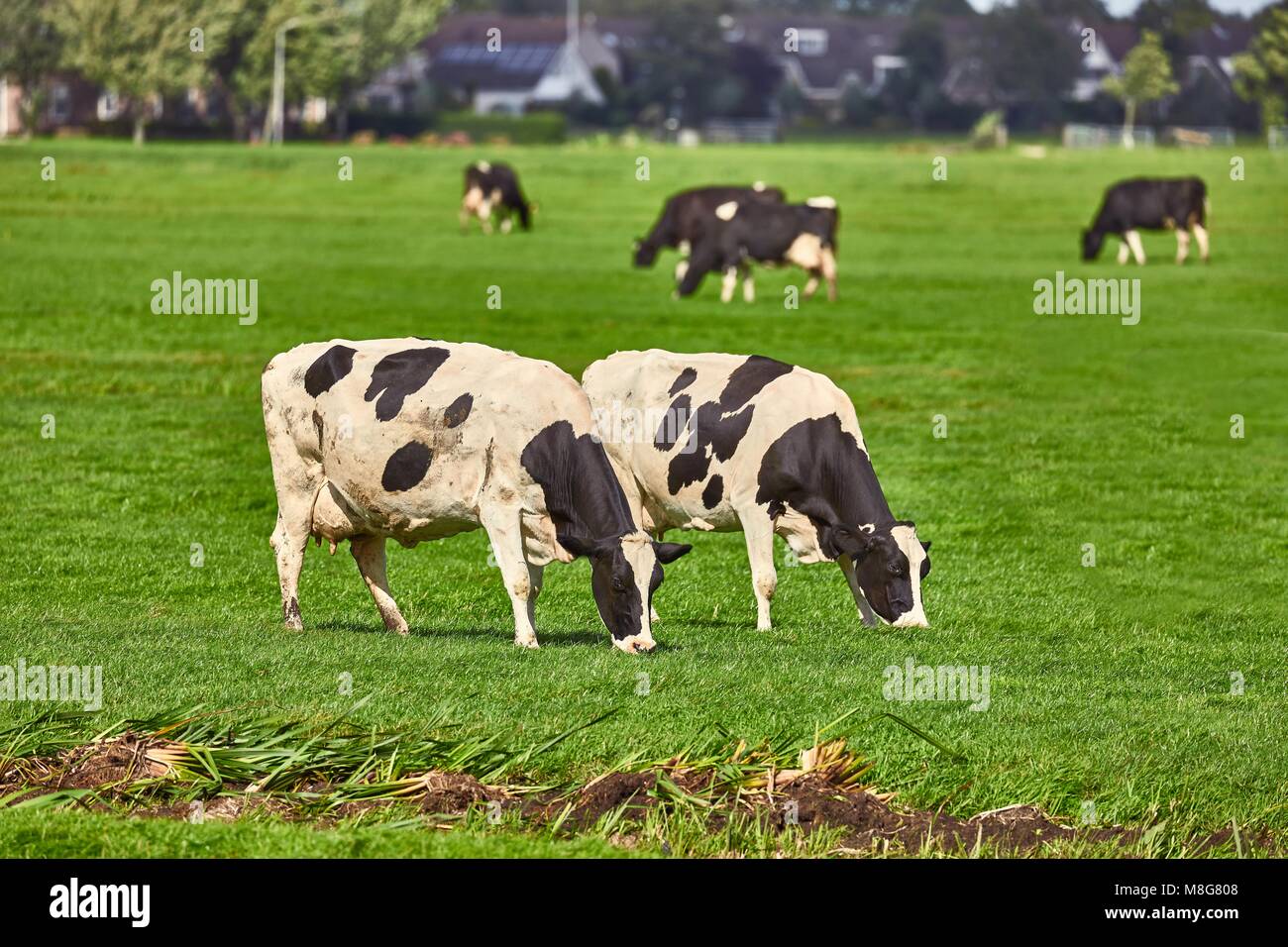 Cows on a farm Stock Photo - Alamy