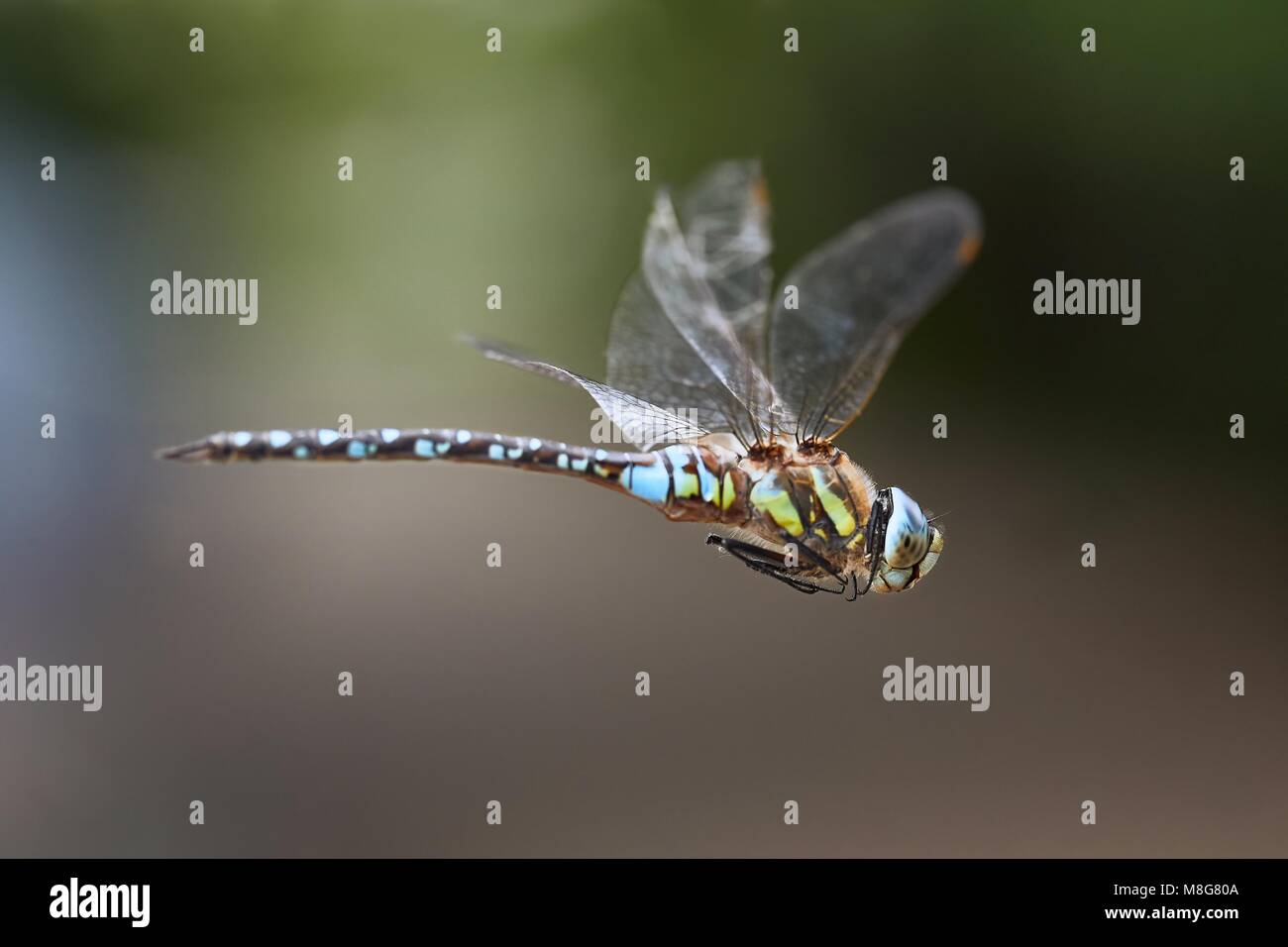 Dragonfly in flight Stock Photo - Alamy