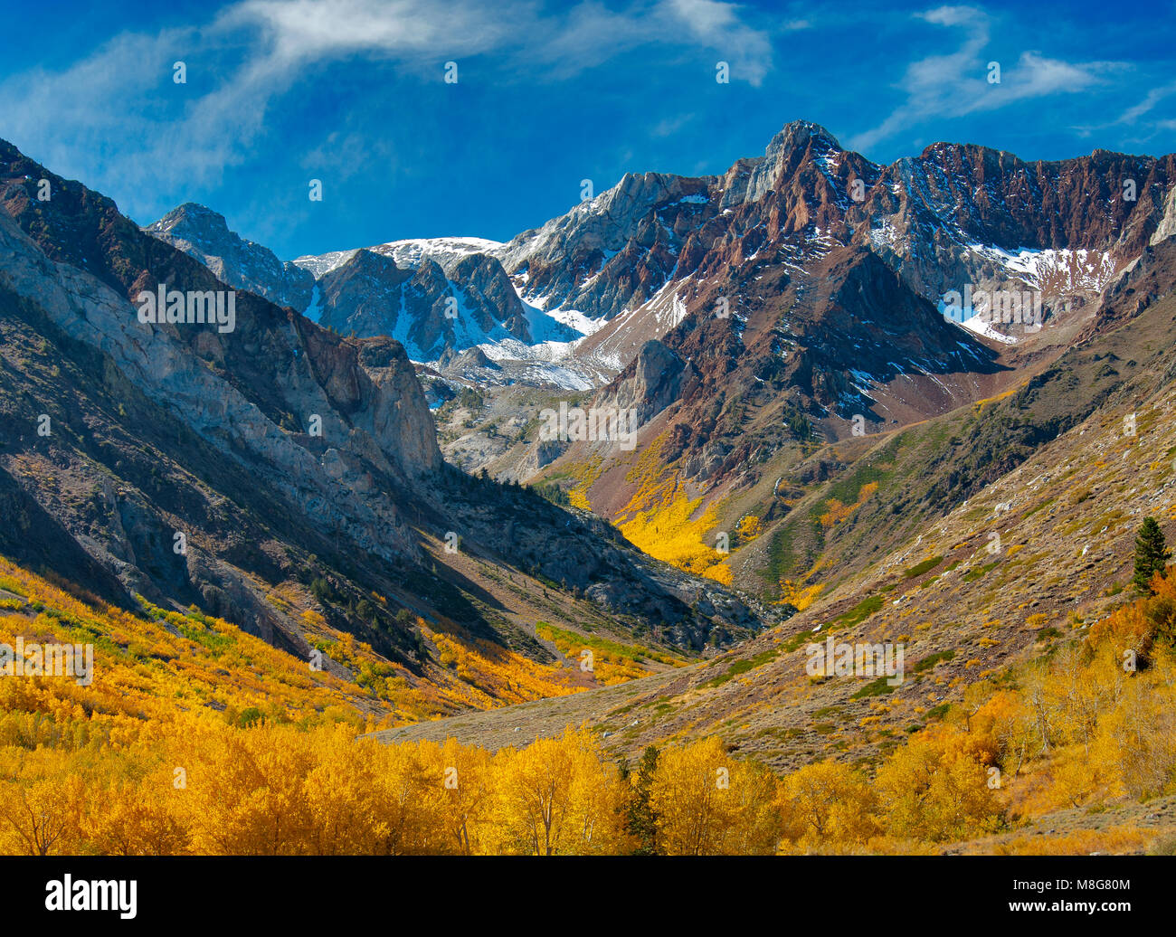 Aspen, Populus tremuloides, McGee Creek, Inyo National Forest, Eastern ...