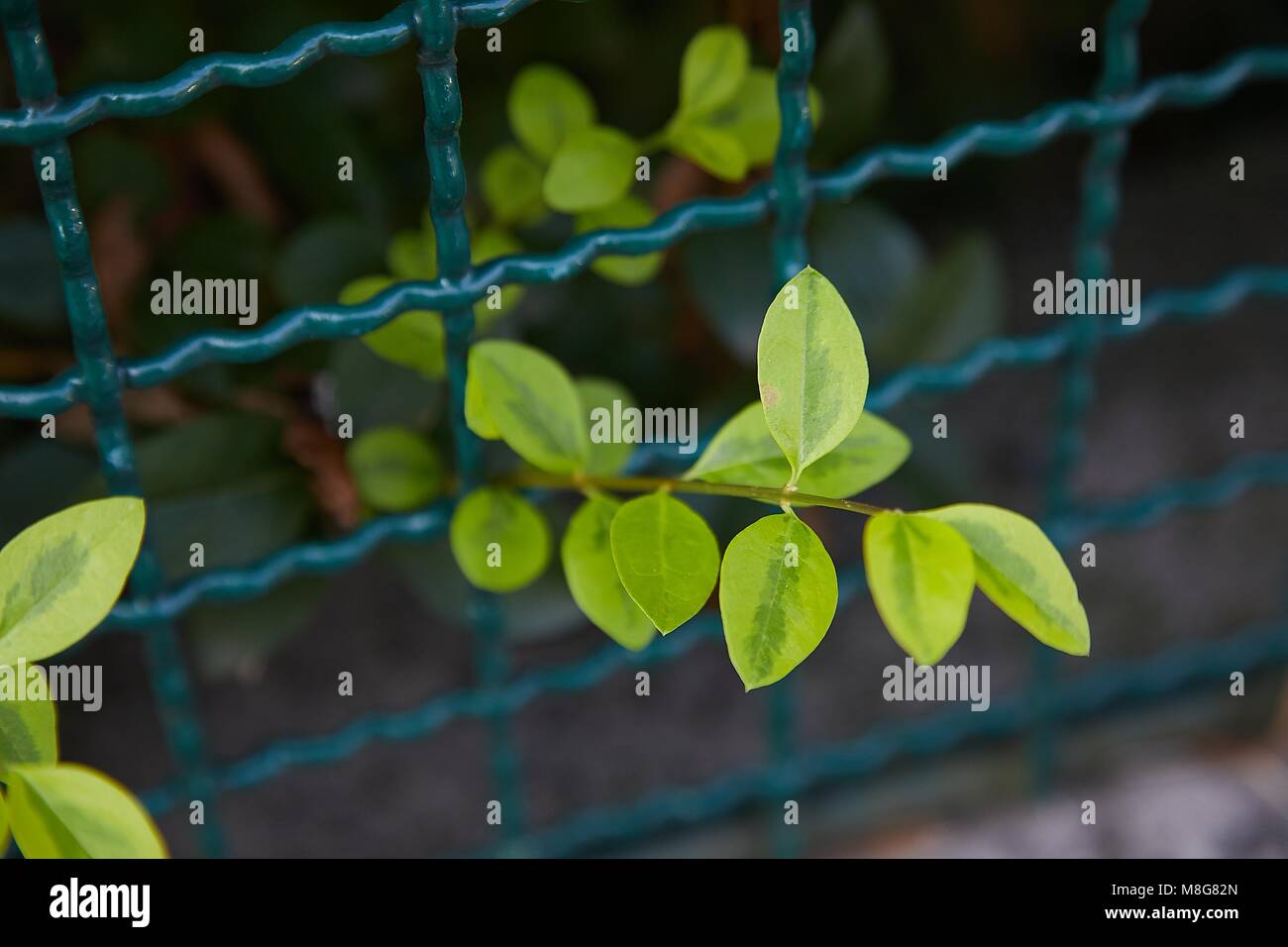 Green Leaves Growing Stock Photo - Alamy