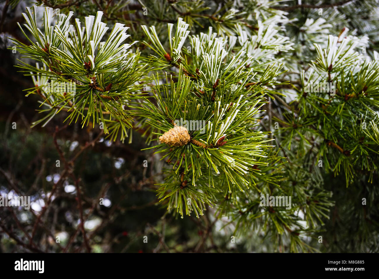 Pine tree in a forest covered with snow and ice Stock Photo - Alamy