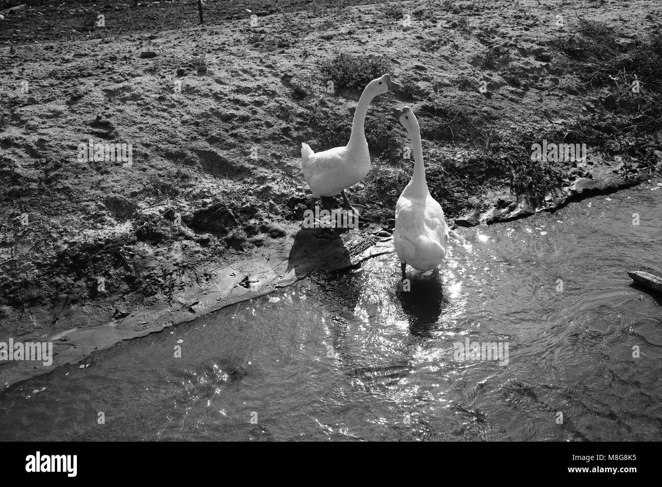 Geese footprints hi-res stock photography and images - Alamy