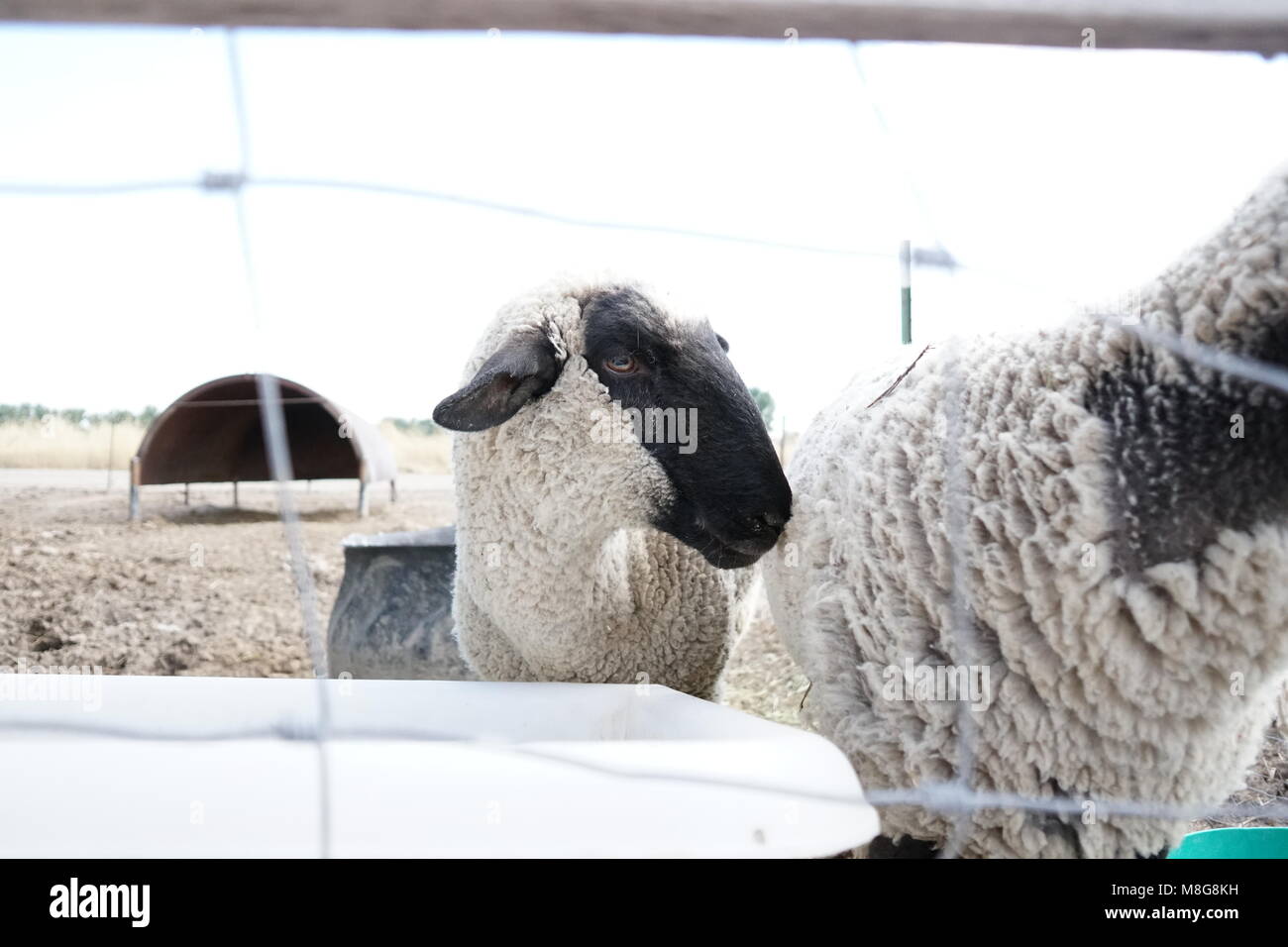 Sheep Enclosure High Resolution Stock Photography and Images - Alamy