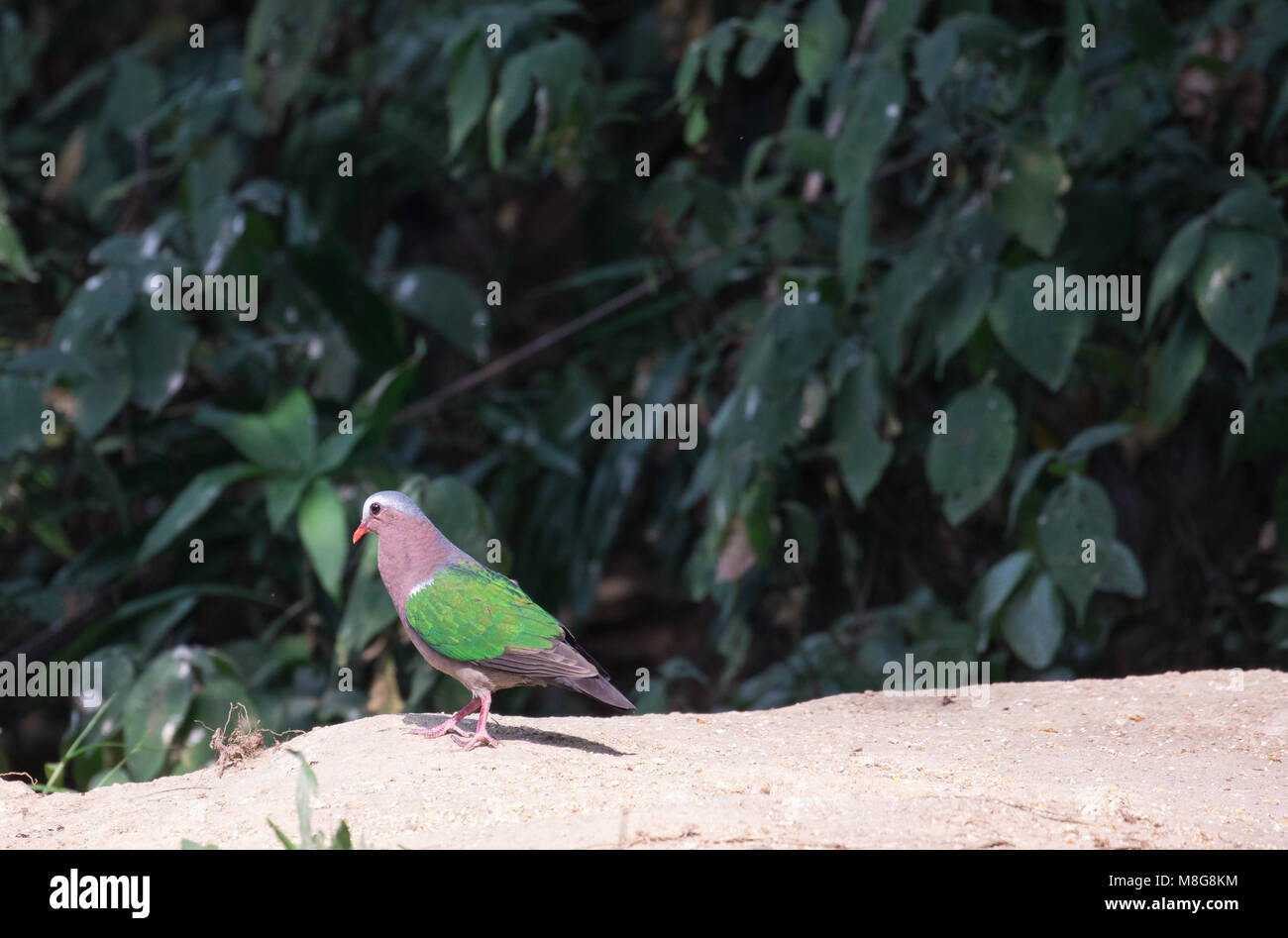 Chalcophaps indica - The common emerald dove, Asian emerald dove, or ...