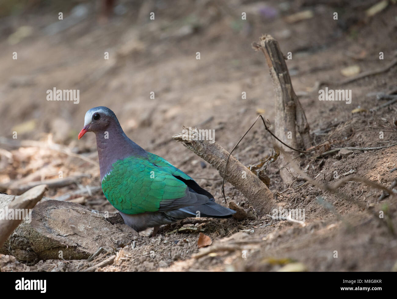 Chalcophaps indica - The common emerald dove, Asian emerald dove, or ...