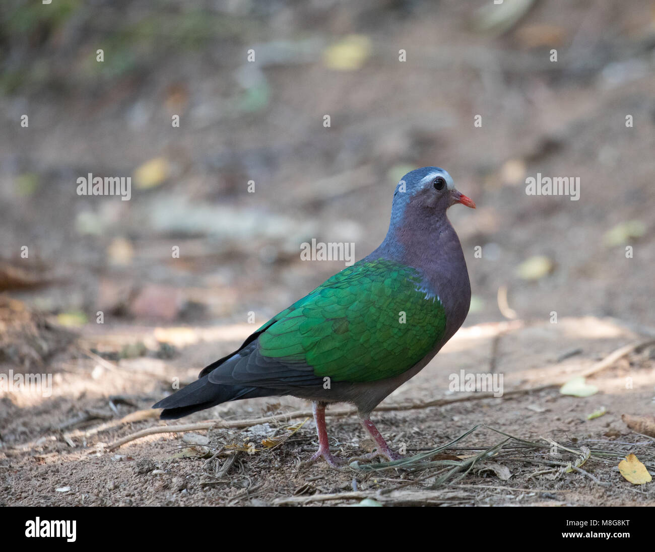Chalcophaps indica - The common emerald dove, Asian emerald dove, or ...