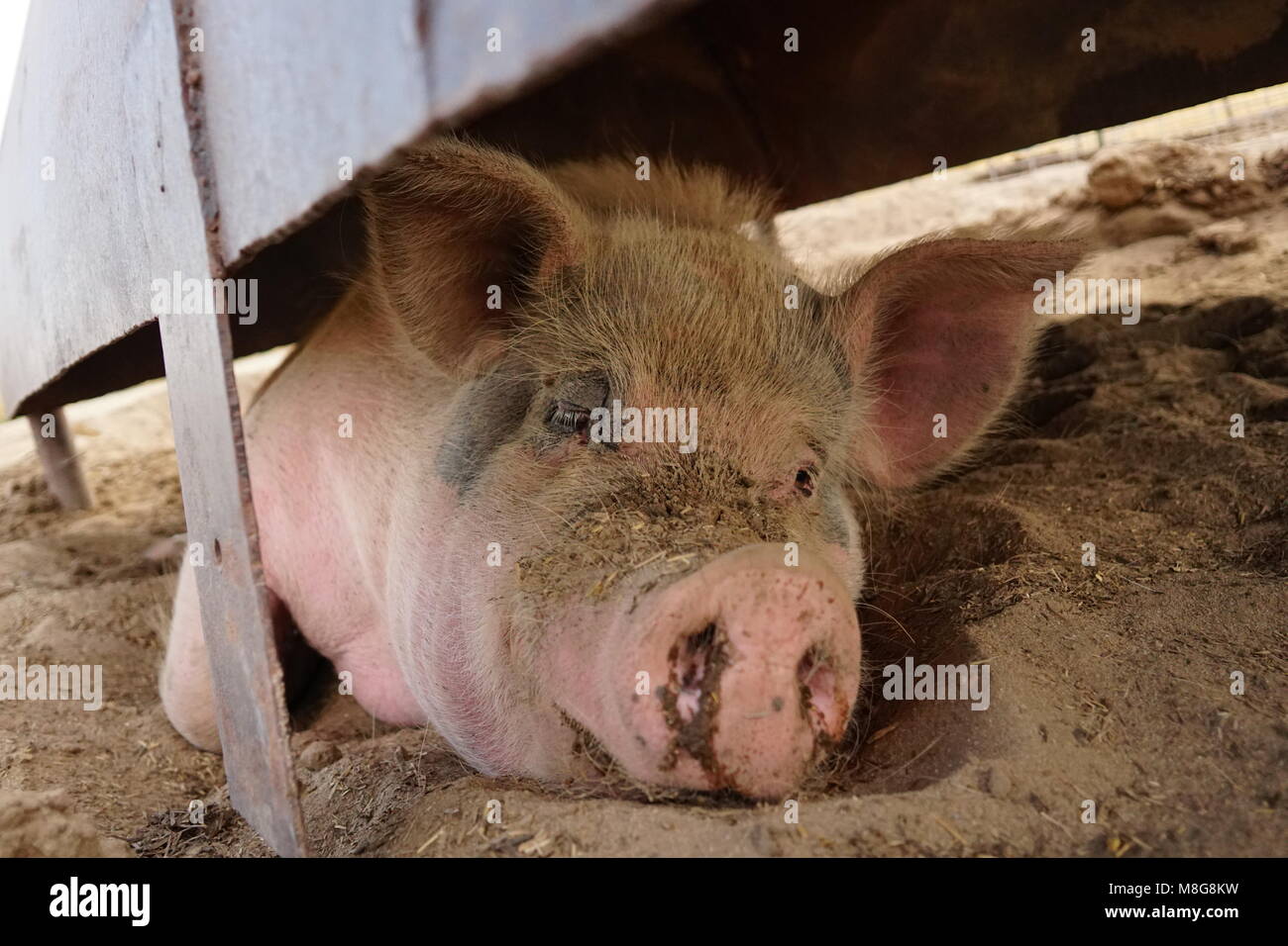 Pig under hut sleeping Stock Photo - Alamy