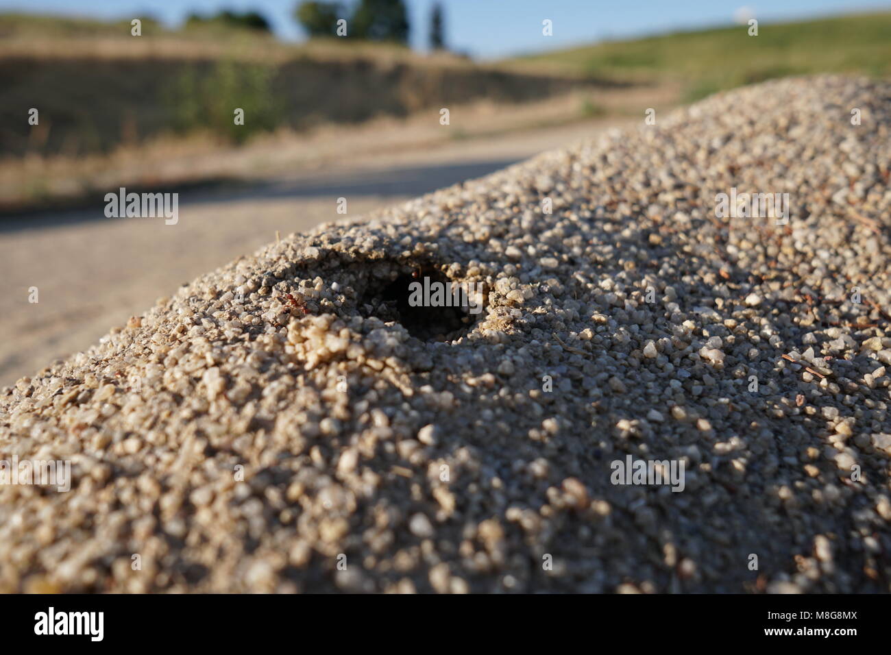 Ant hill on farm hi-res stock photography and images - Alamy