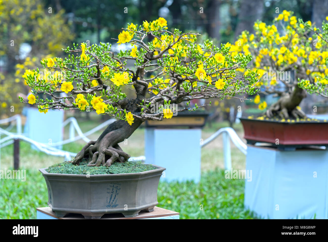 Apricot bonsai tree blooming with yellow flowering branches curving ...