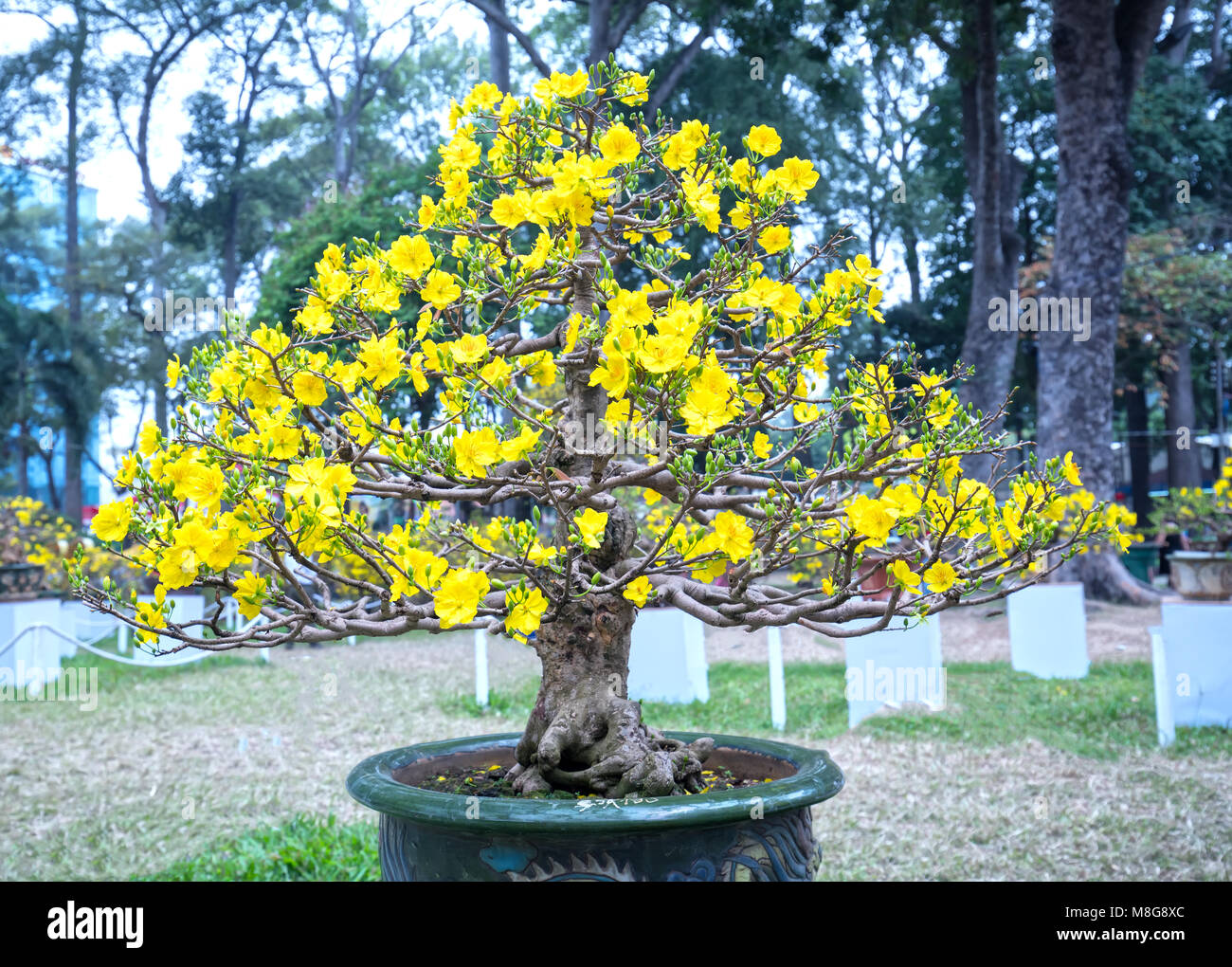 Apricot bonsai tree blooming with yellow flowering branches curving ...