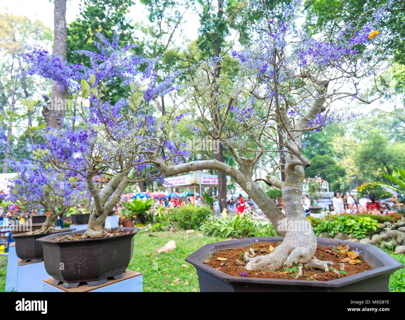 Purple blooming Apricot flower pots in early spring Vietnam Lunar New ...