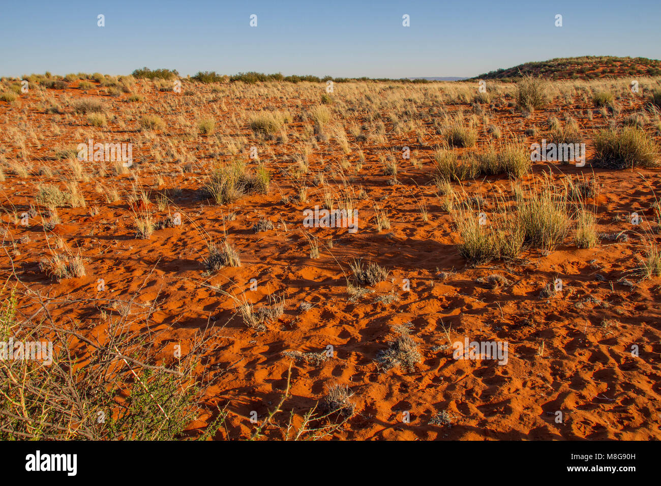 Koa red sand dunes near the town of Pofadder in the Northern Cape ...