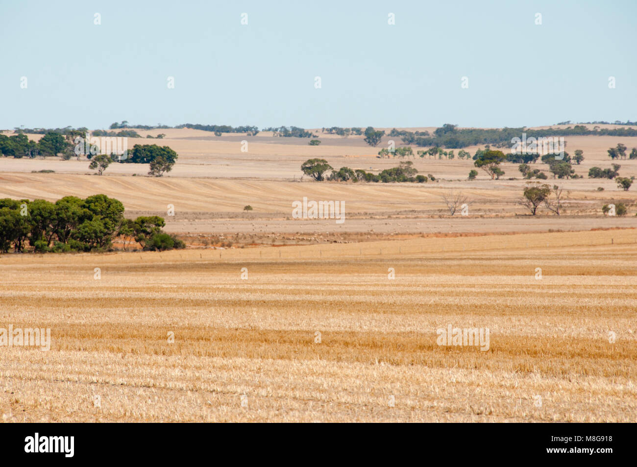 Australian Wheat Fields High Resolution Stock Photography and Images ...