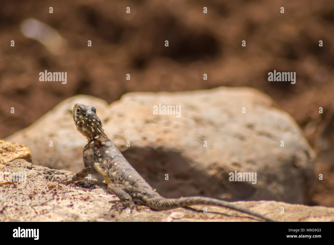 Lizard called agame settlers in the savannah of Amboseli Park in Kenya ...