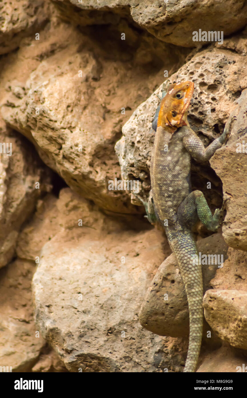 Lizard called agame settlers in the savannah of Amboseli Park in Kenya ...