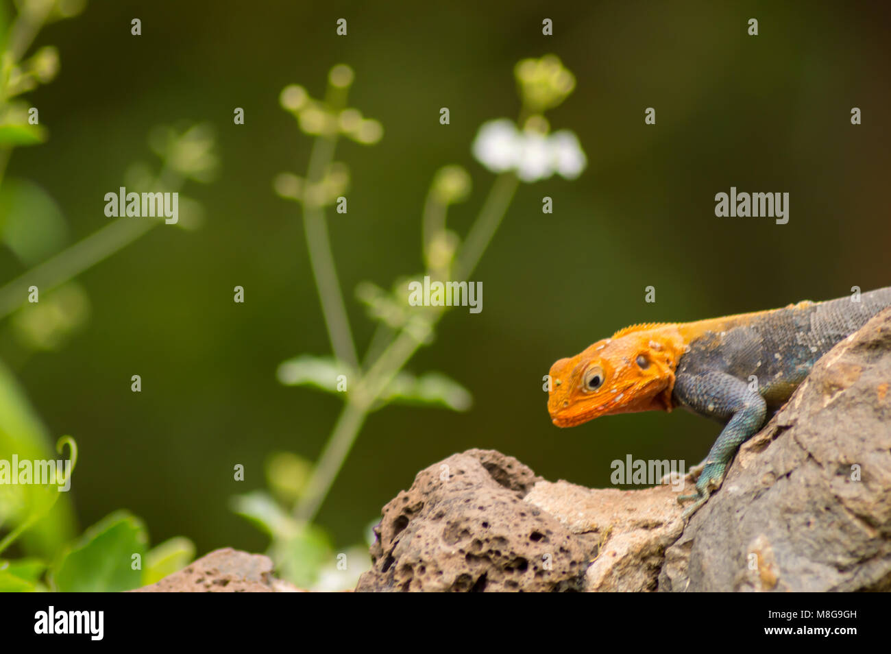 Lizard called agame settlers in the savannah of Amboseli Park in Kenya ...