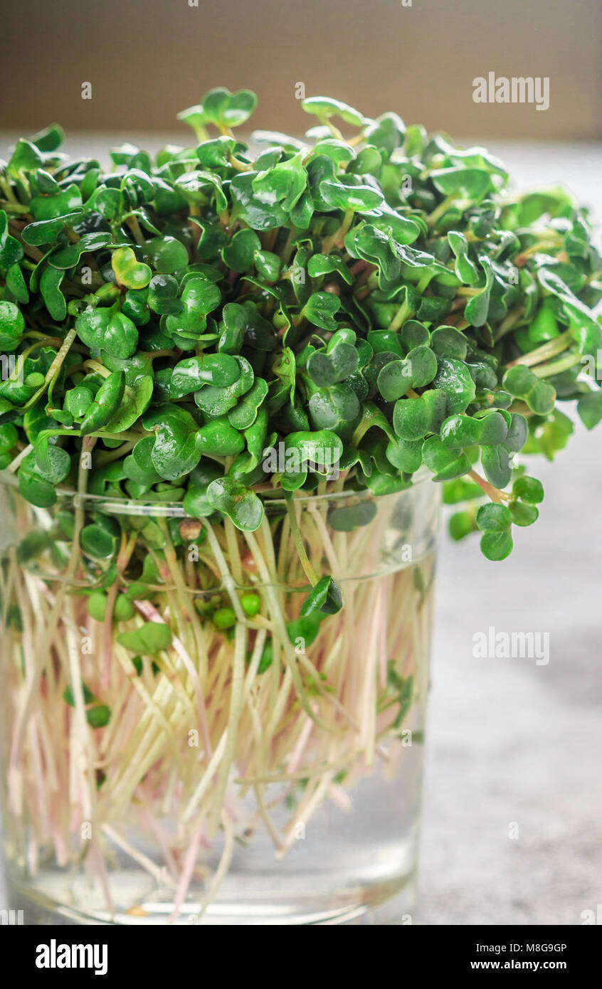 Raw Green Organic radish or daikon Microgreens for making fresh salads ...