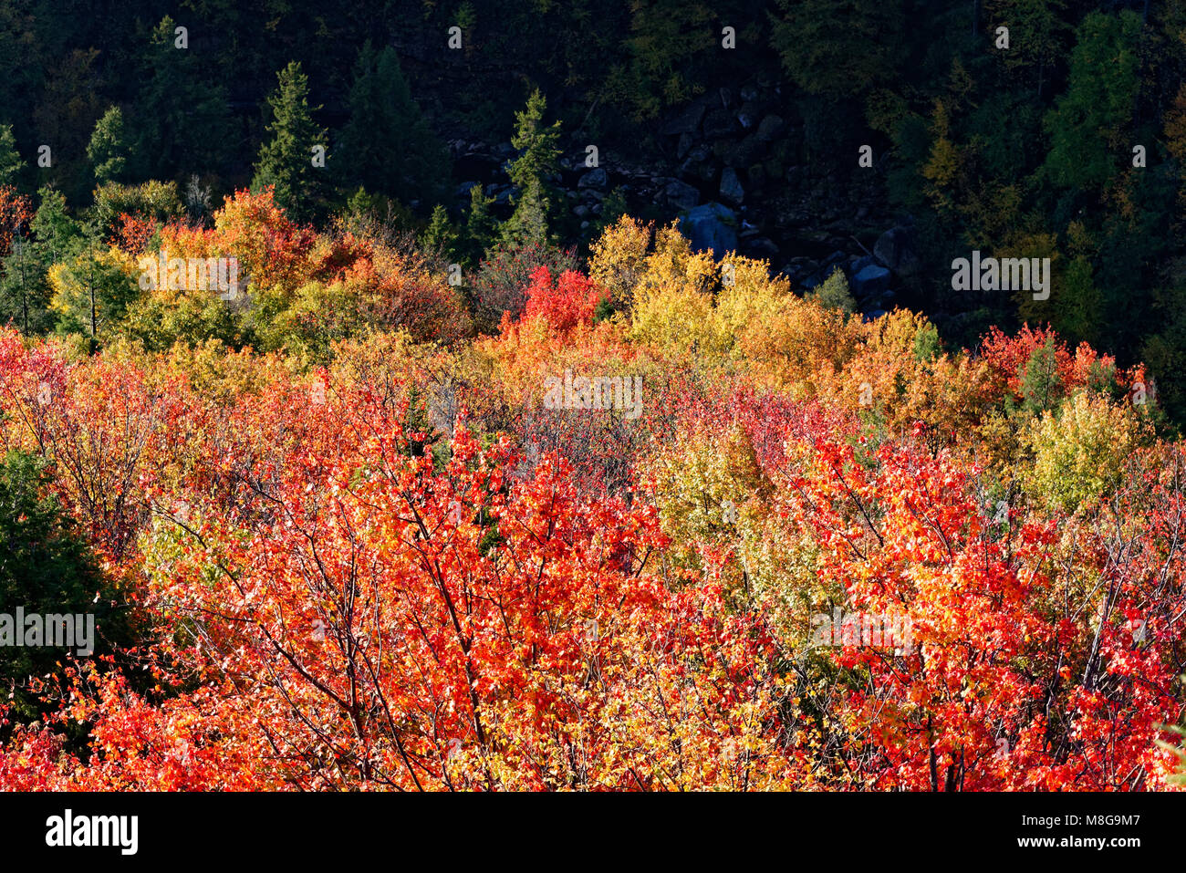West virginia fall foliage hi-res stock photography and images - Alamy