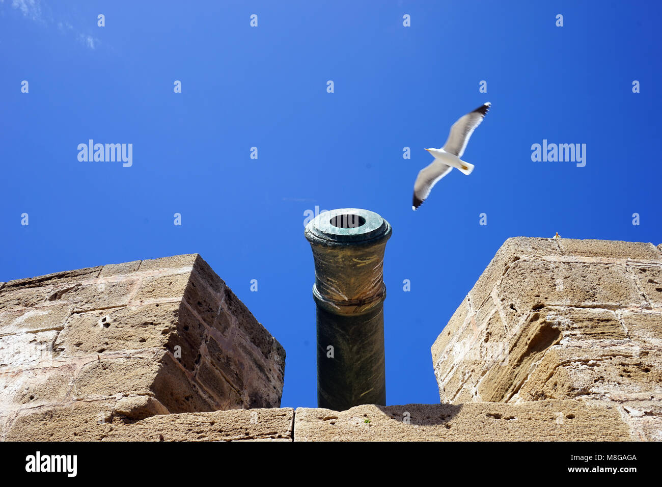 Seagull and fort with old gun Stock Photo - Alamy