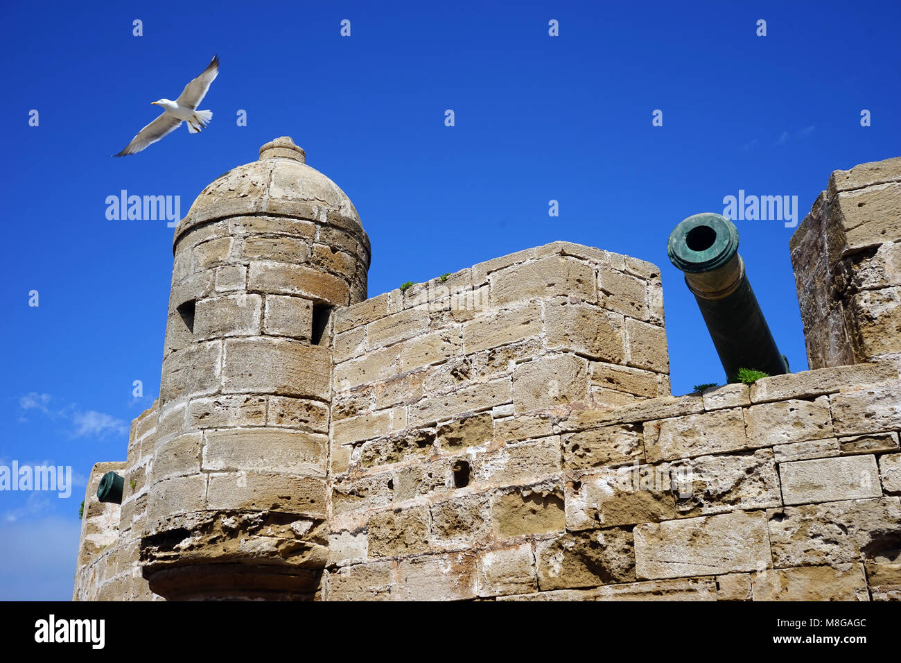 Seagull and fort with old gun Stock Photo - Alamy