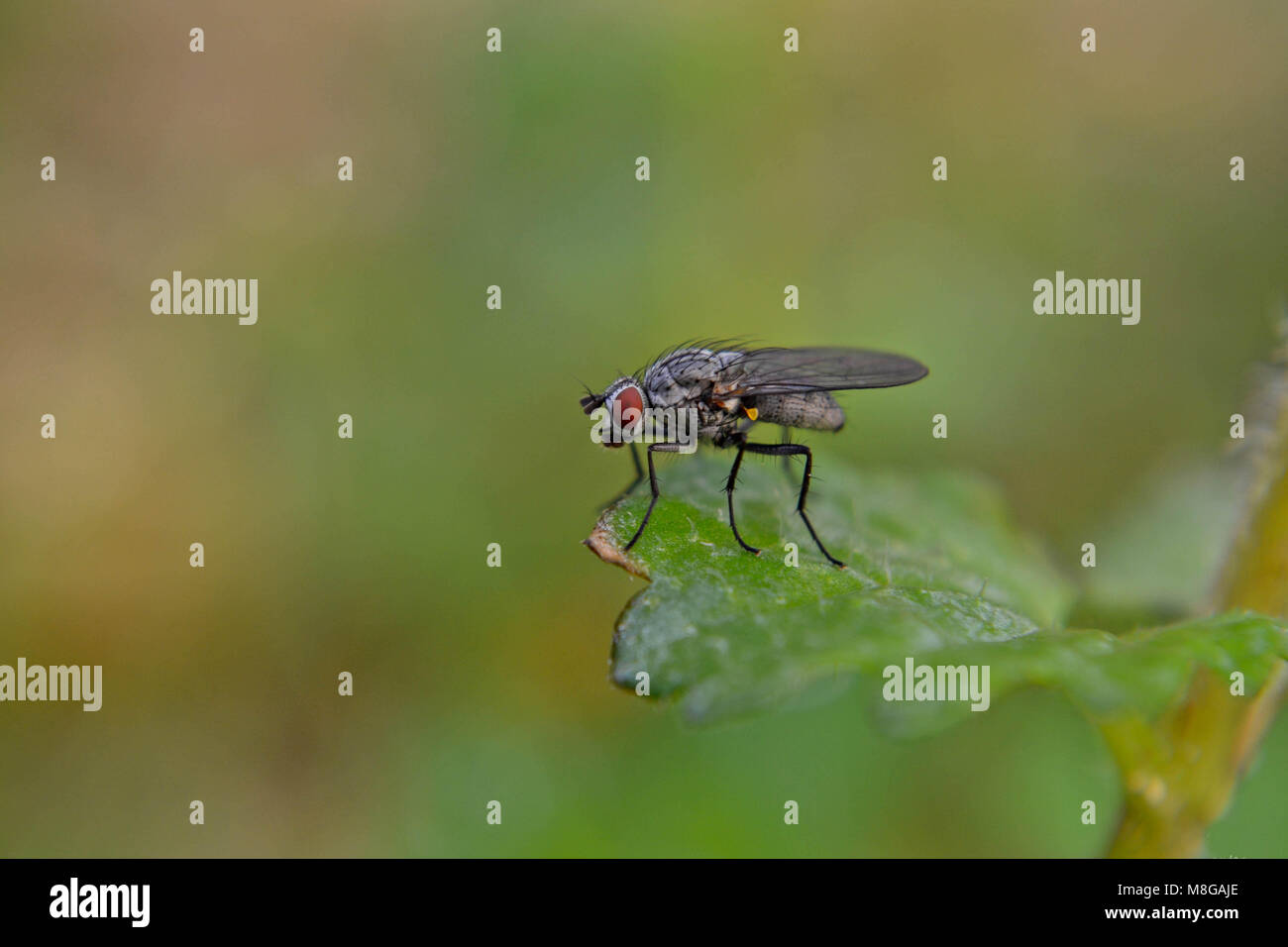 Delia radicum, known variously as the cabbage fly, cabbage root fly ...