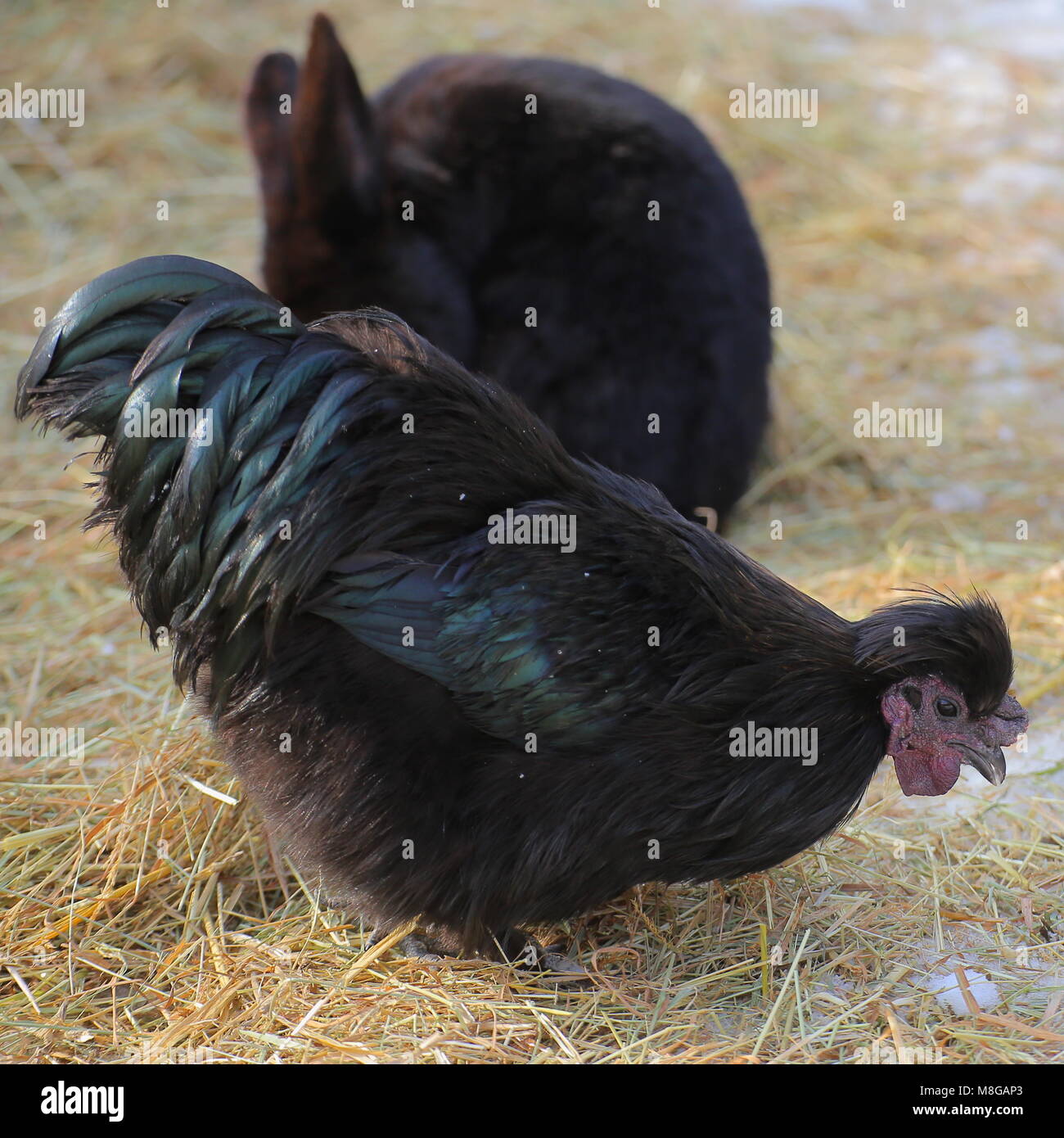 Rooster of a black chicken breed and straw Stock Photo - Alamy