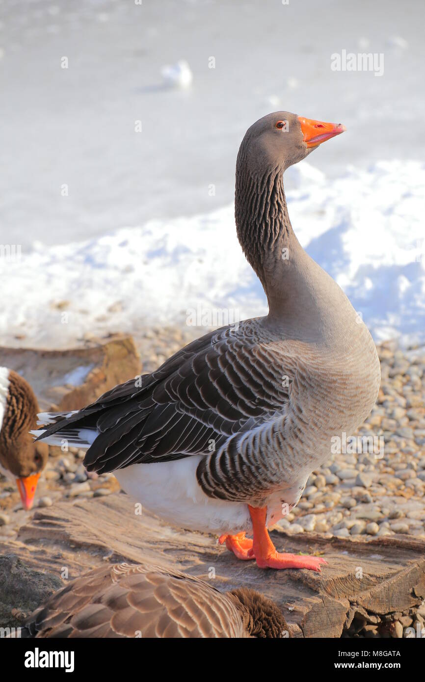 Side view of a greylag goose (Anser anser Stock Photo - Alamy