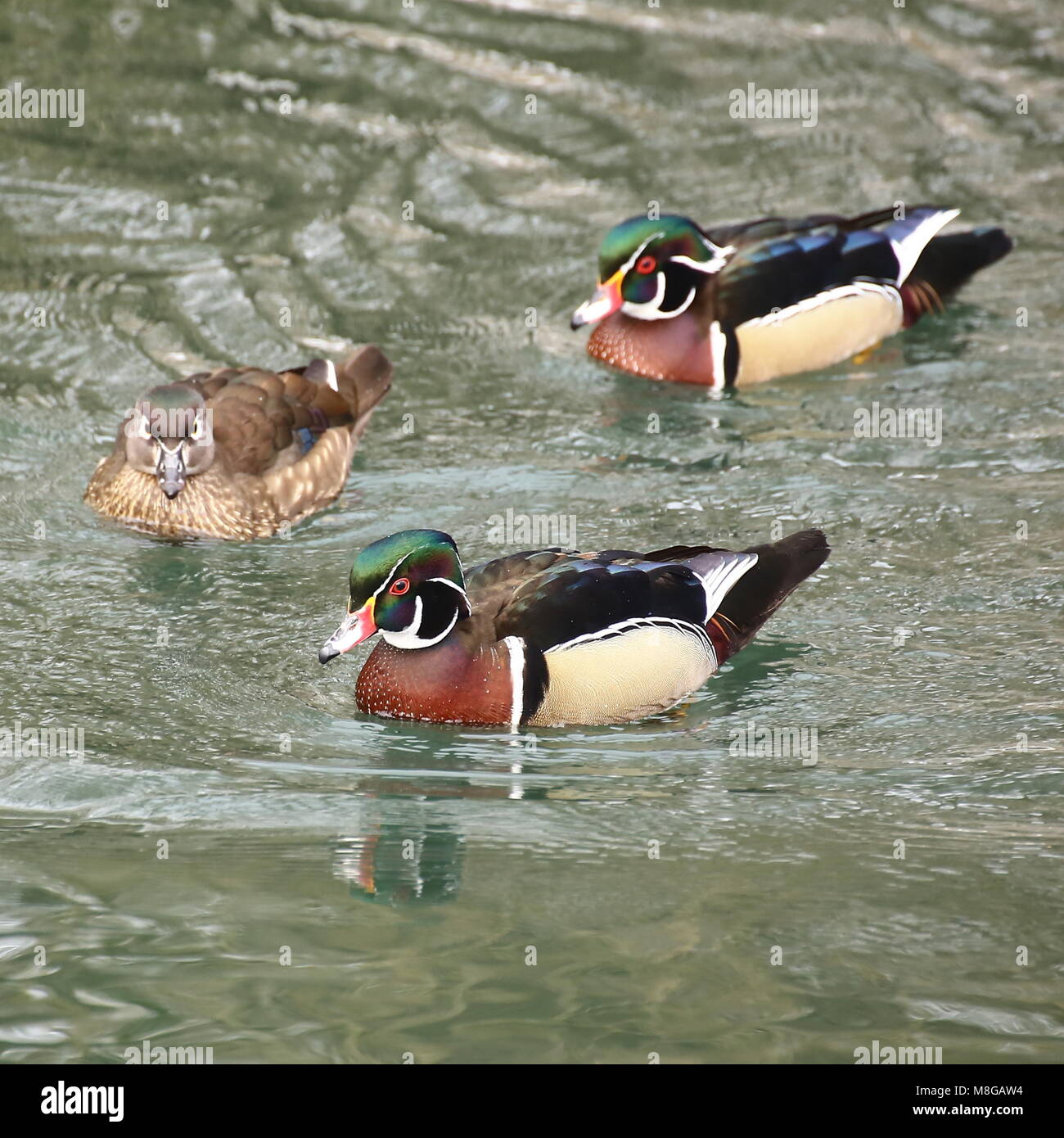 Carolina ducks (Aix sponsa), male and female Stock Photo - Alamy