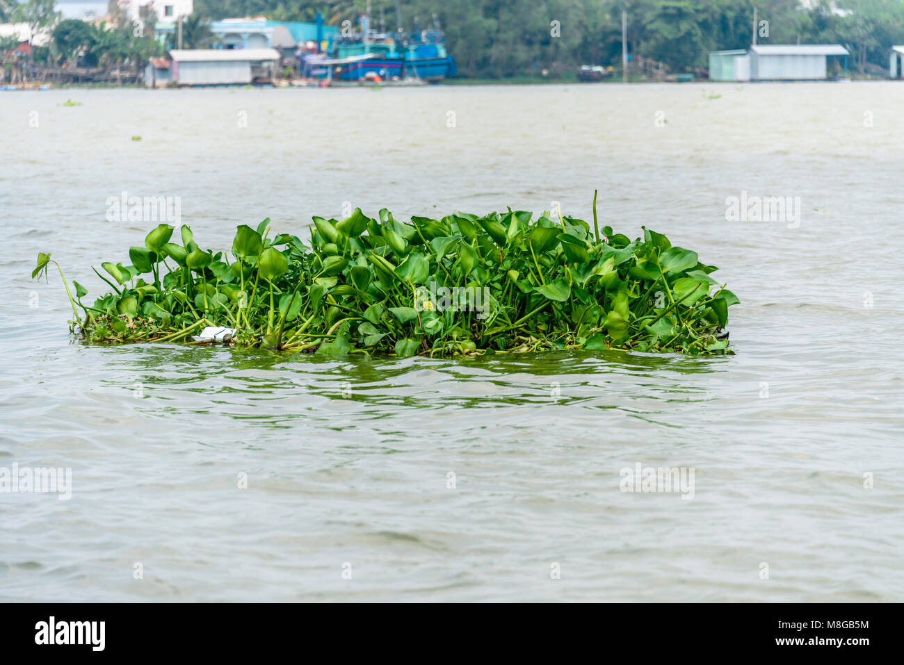Water hyacinth floating on the Meekong River, Vietnam Stock Photo - Alamy